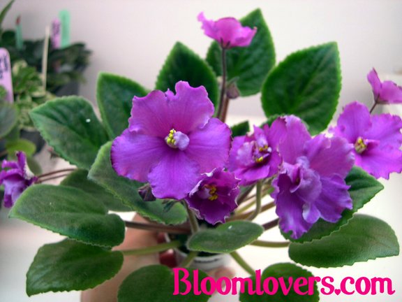 Anouk – bloomlovers.com